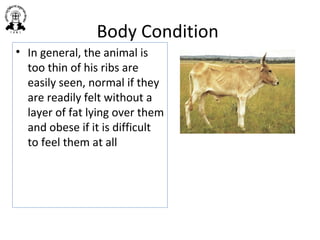 Clinical examination of Cattle | PPT