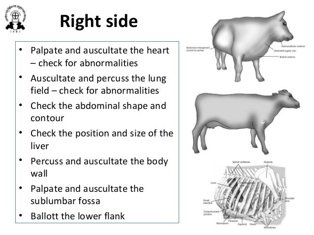 Clinical examination of Cattle