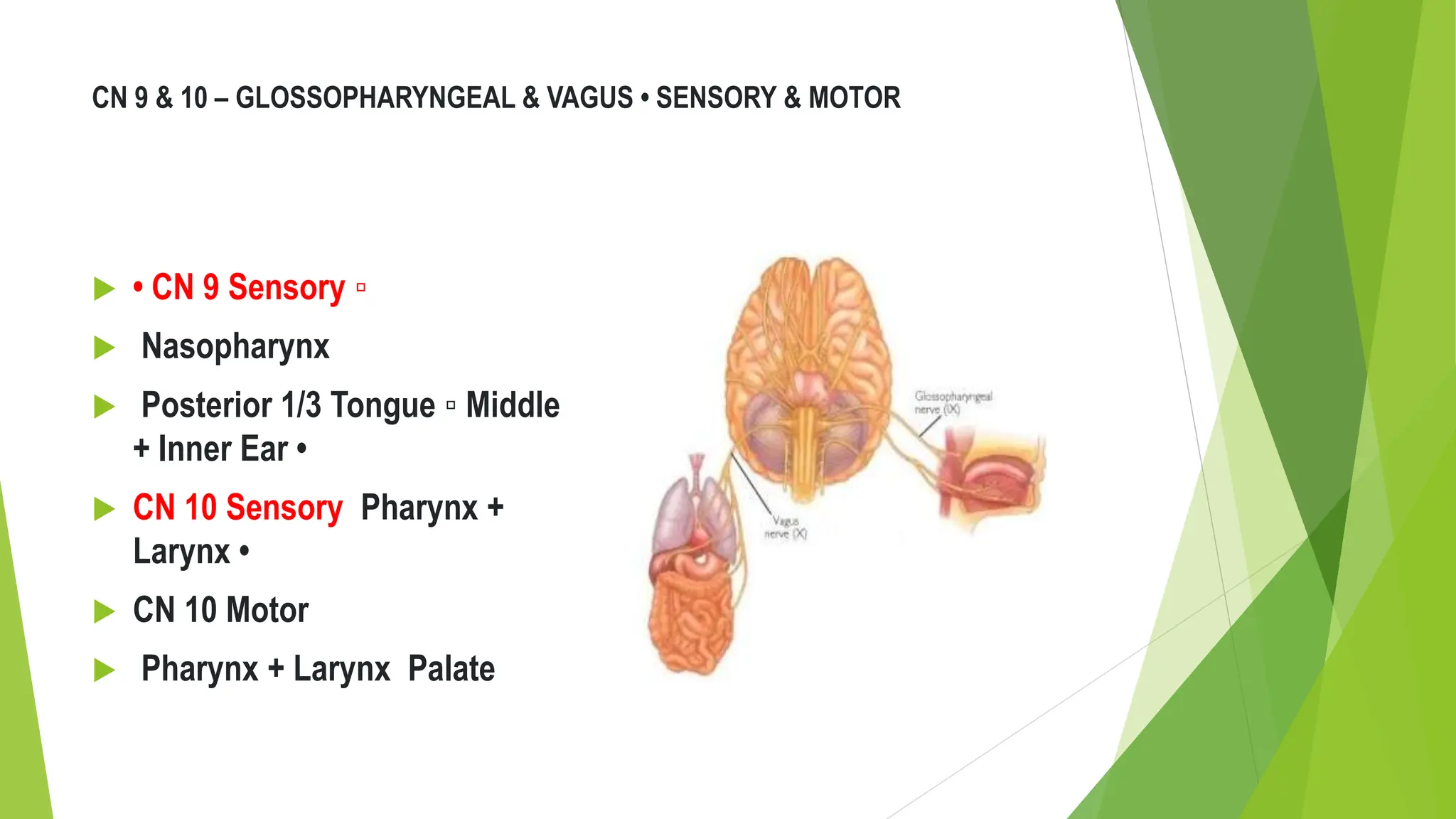 Clinical examination of- CRANIAL.- nerves | PPTX