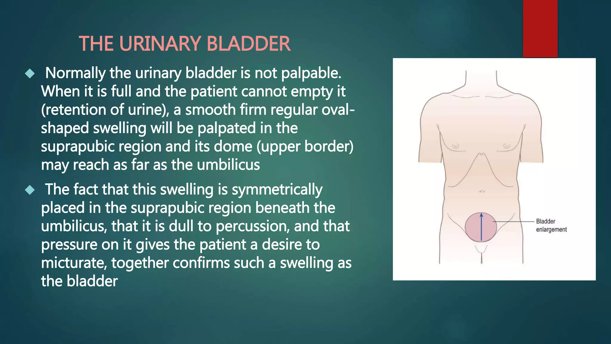 Clinical examination of abdomen medicine | PPTX