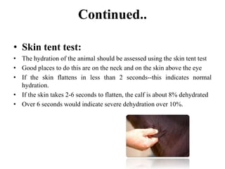 Clinical Examination of Bovines Basoc and Advance procedures | PPTX