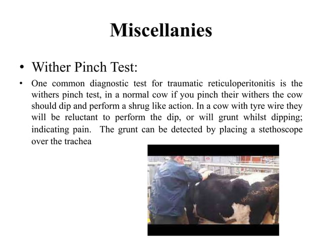 Clinical Examination of Bovines Basoc and Advance procedures | PPT