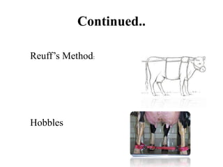 Clinical Examination of Bovines Basoc and Advance procedures | PPTX