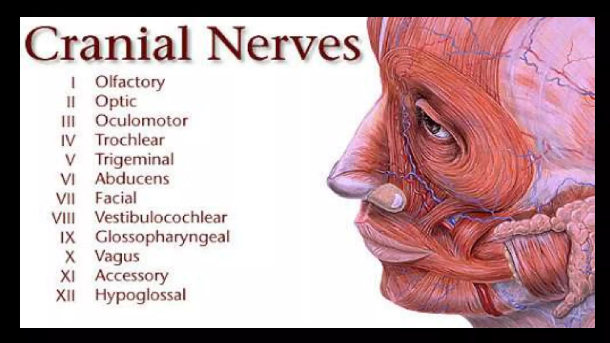 Clinical examination of cranial nerves | PPTX