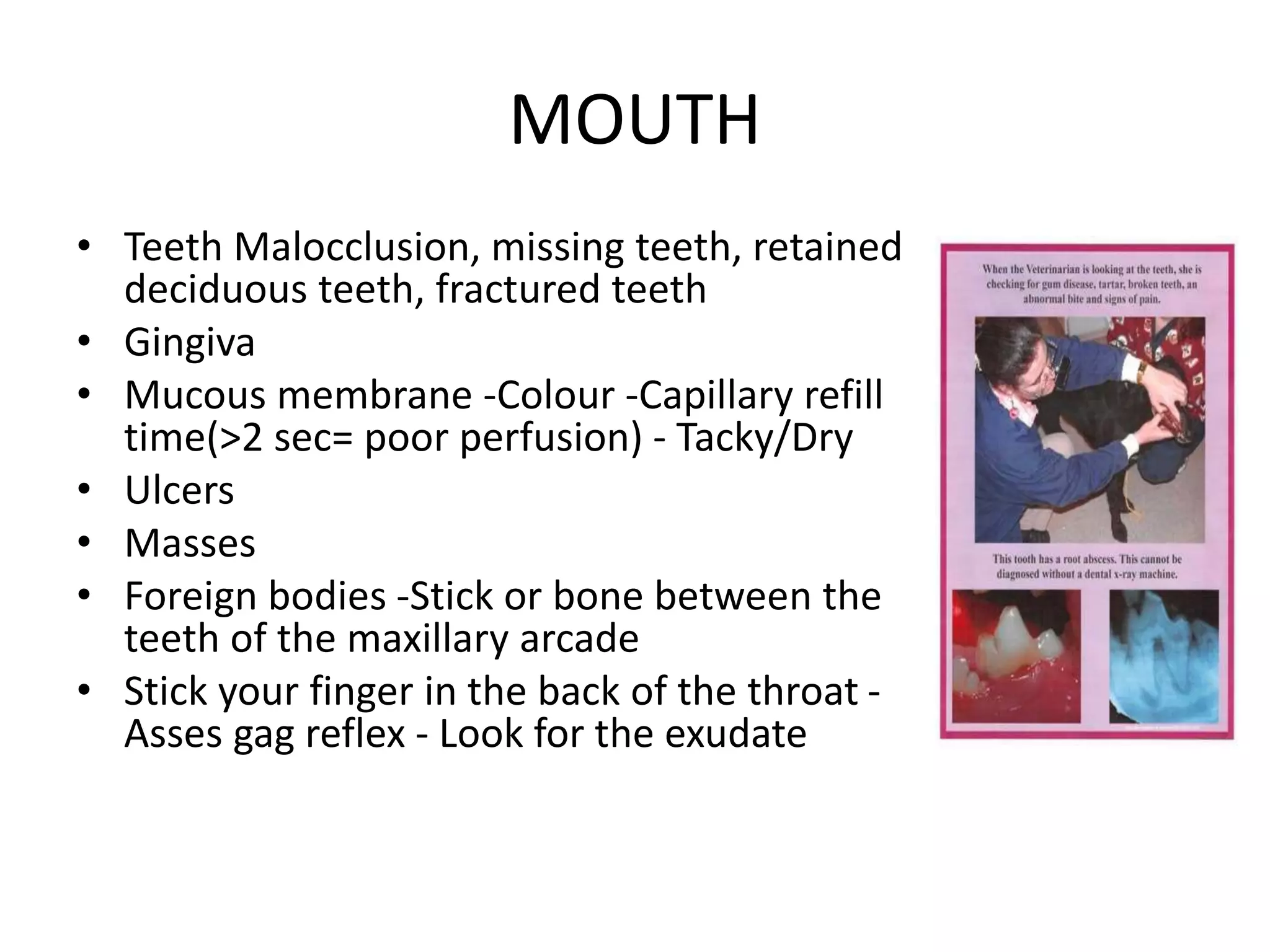 Clinical Examination of Dog.ppt