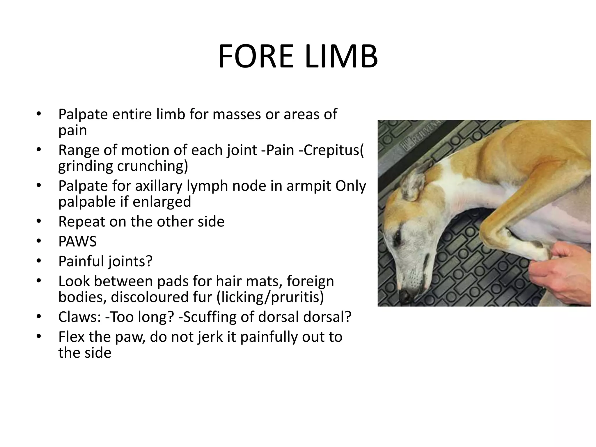 Clinical Examination of Dog.ppt