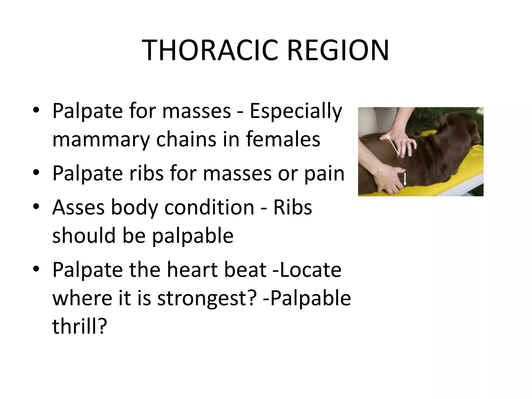 Clinical Examination of Dog.ppt
