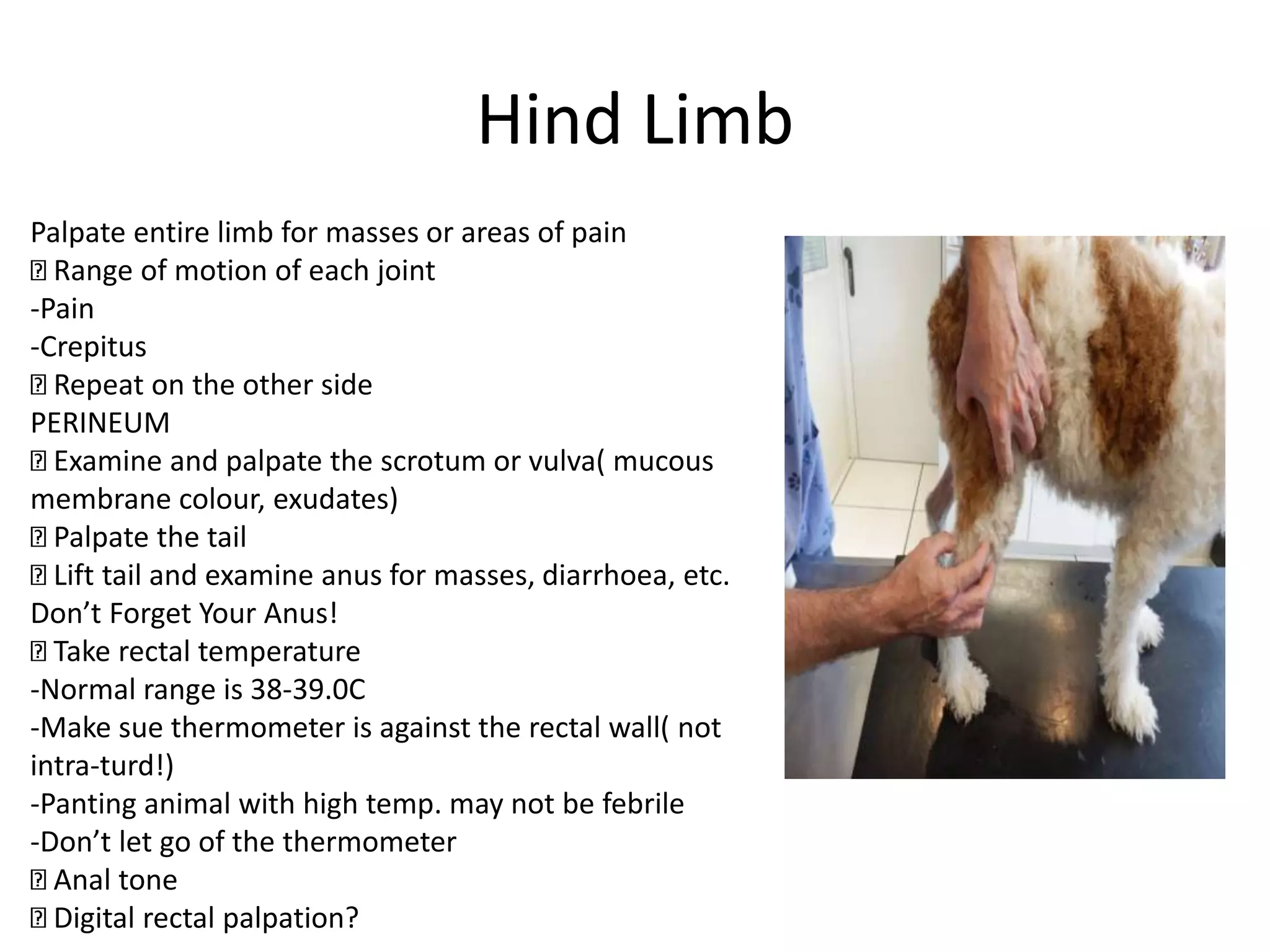 Clinical Examination of Dog.ppt