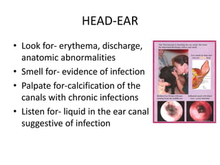 Clinical Examination of Dog.ppt