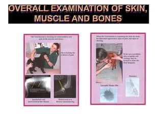 Clinical Examination of Dog.ppt