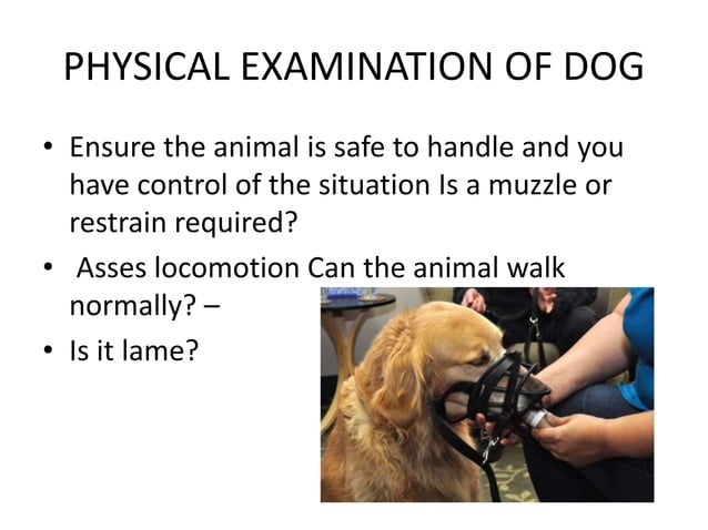 Clinical Examination of Dog.ppt