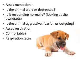 Clinical Examination of Dog.ppt