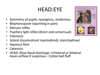 Clinical Examination of Dog.ppt