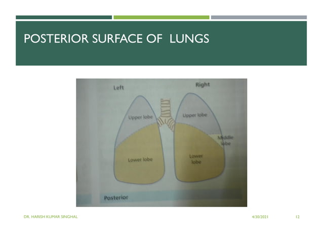 Clinical Examination of Pediatric Respiratory System | PDF | Lung and ...