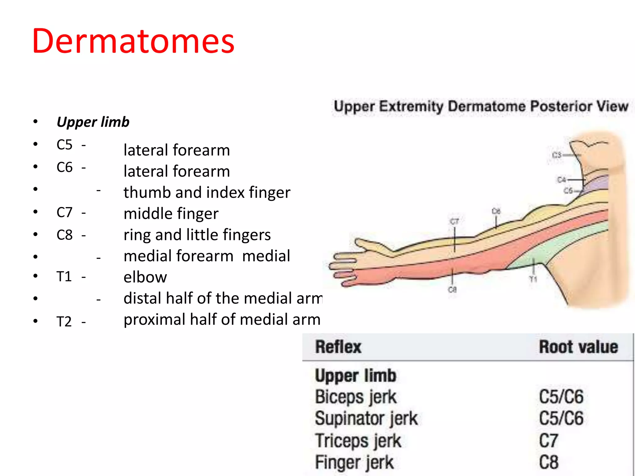 Clinical examination of spine | PPT