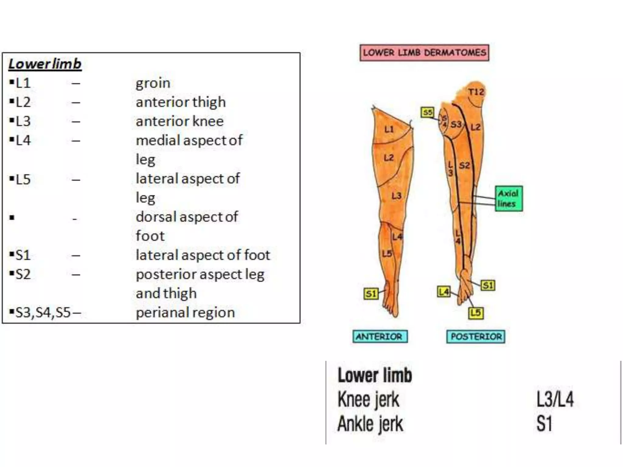 Clinical examination of spine | PPT