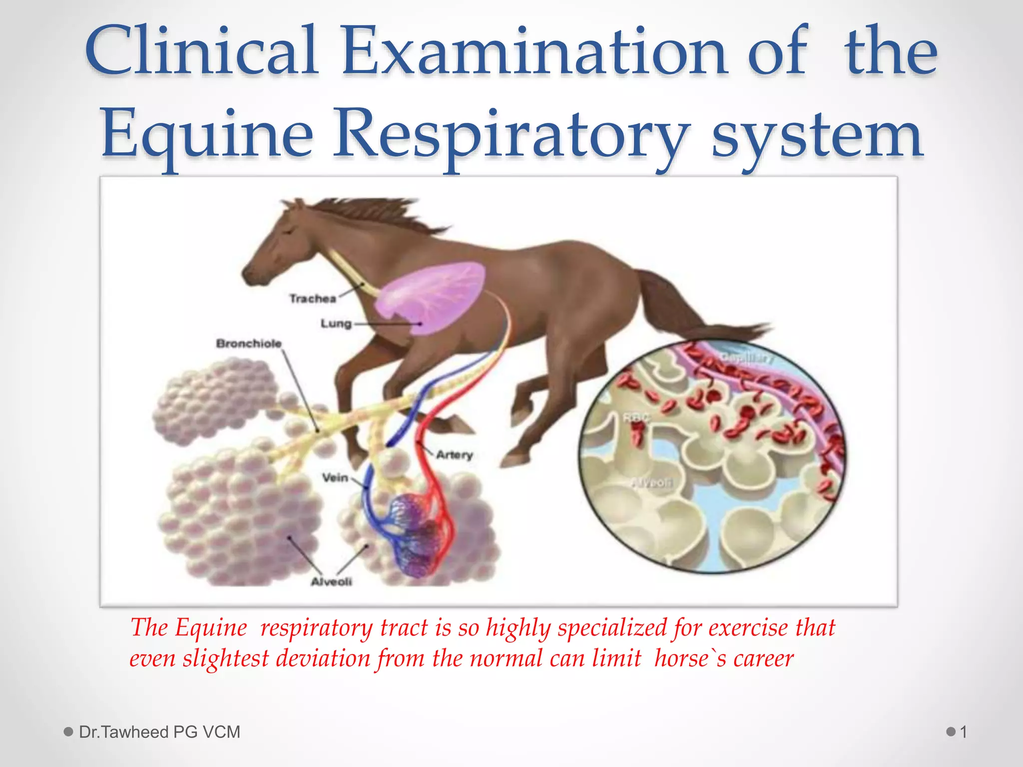 Clinical examination of the equine respiratory system | PPTX