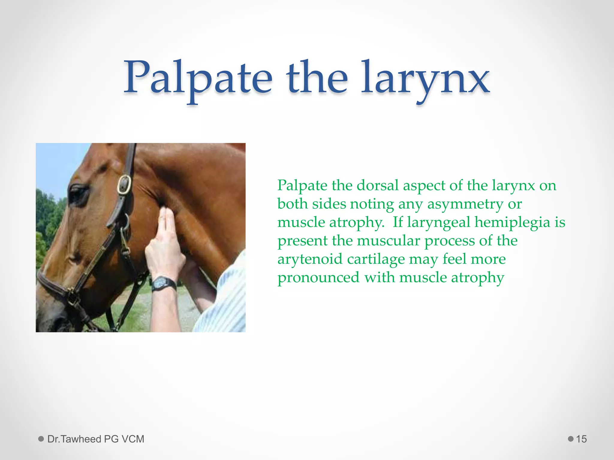 Clinical examination of the equine respiratory system | PPTX