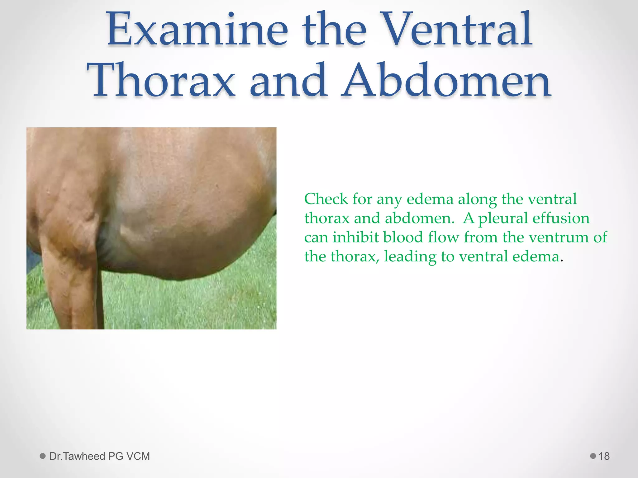 Clinical examination of the equine respiratory system | PPTX