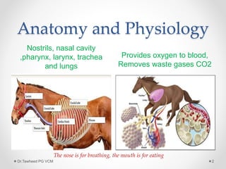 Clinical examination of the equine respiratory system | PPTX