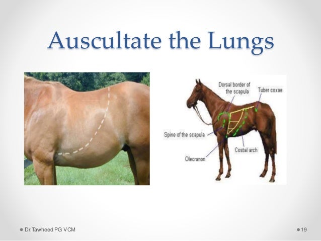 Clinical examination of the equine respiratory system