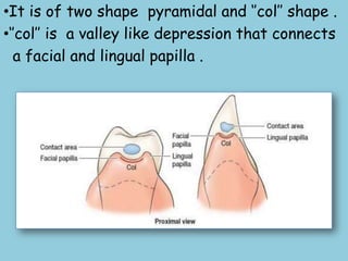 Clinical features of gingiva | PPTX
