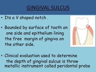 Clinical features of gingiva | PPTX