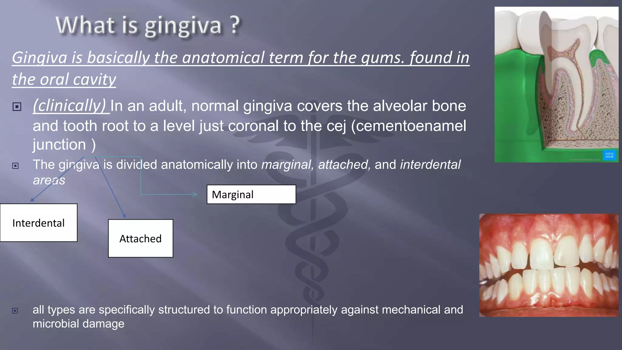 Clinical features of healthy gingiva | PPTX