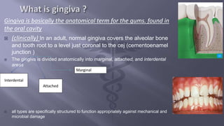 Clinical features of healthy gingiva | PPTX