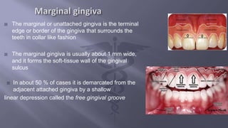 Clinical features of healthy gingiva | PPTX