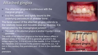 Clinical features of healthy gingiva | PPTX