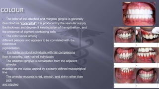 Clinical features of healthy gingiva | PPTX