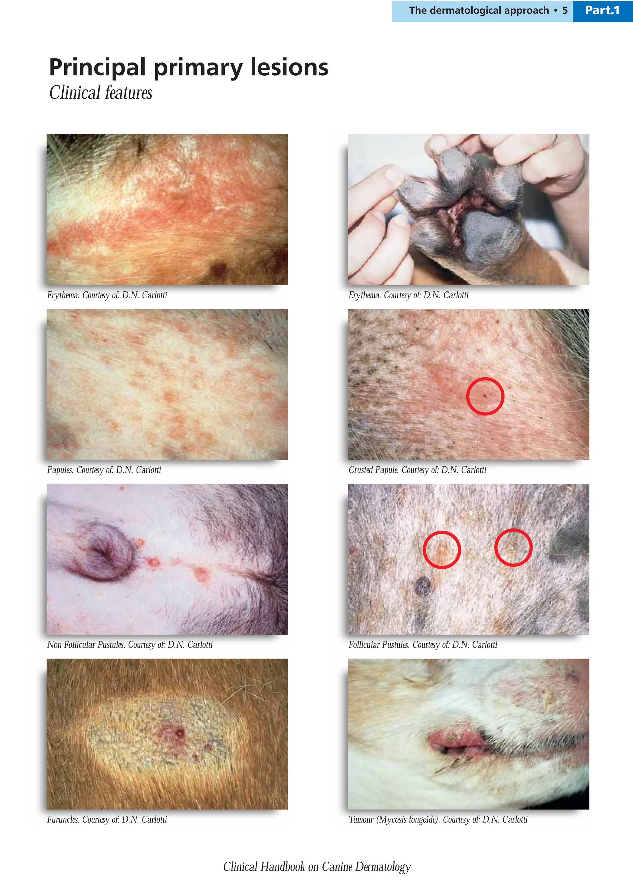 Clinical_Handbook_on_Canine_Dermatology.pdf