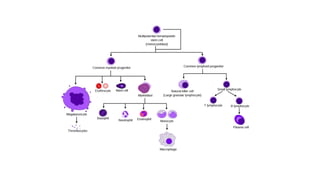 Clinical interpretation of cbc | PPTX