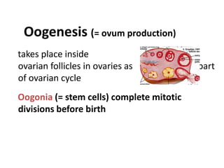 Female reproductive system | PPTX