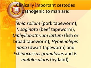 Cestodes | PPTX