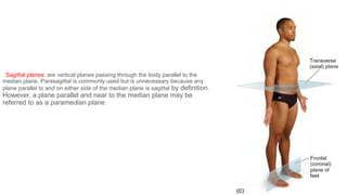 Clinically Oriented Anatomy - Clinically | PPTX