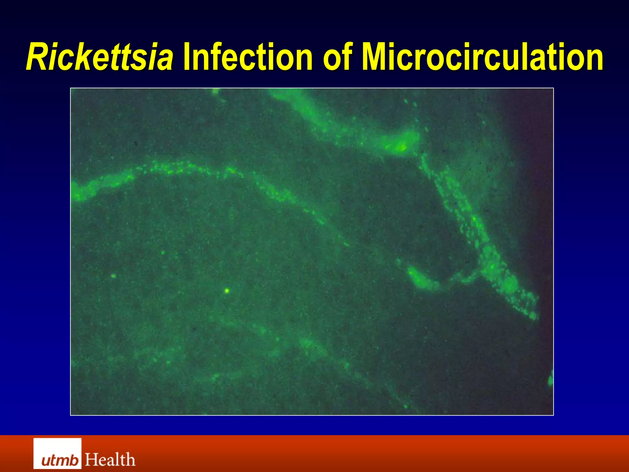 Clinical Manifestation and Pathogenesis of Obligately Intracellular ...