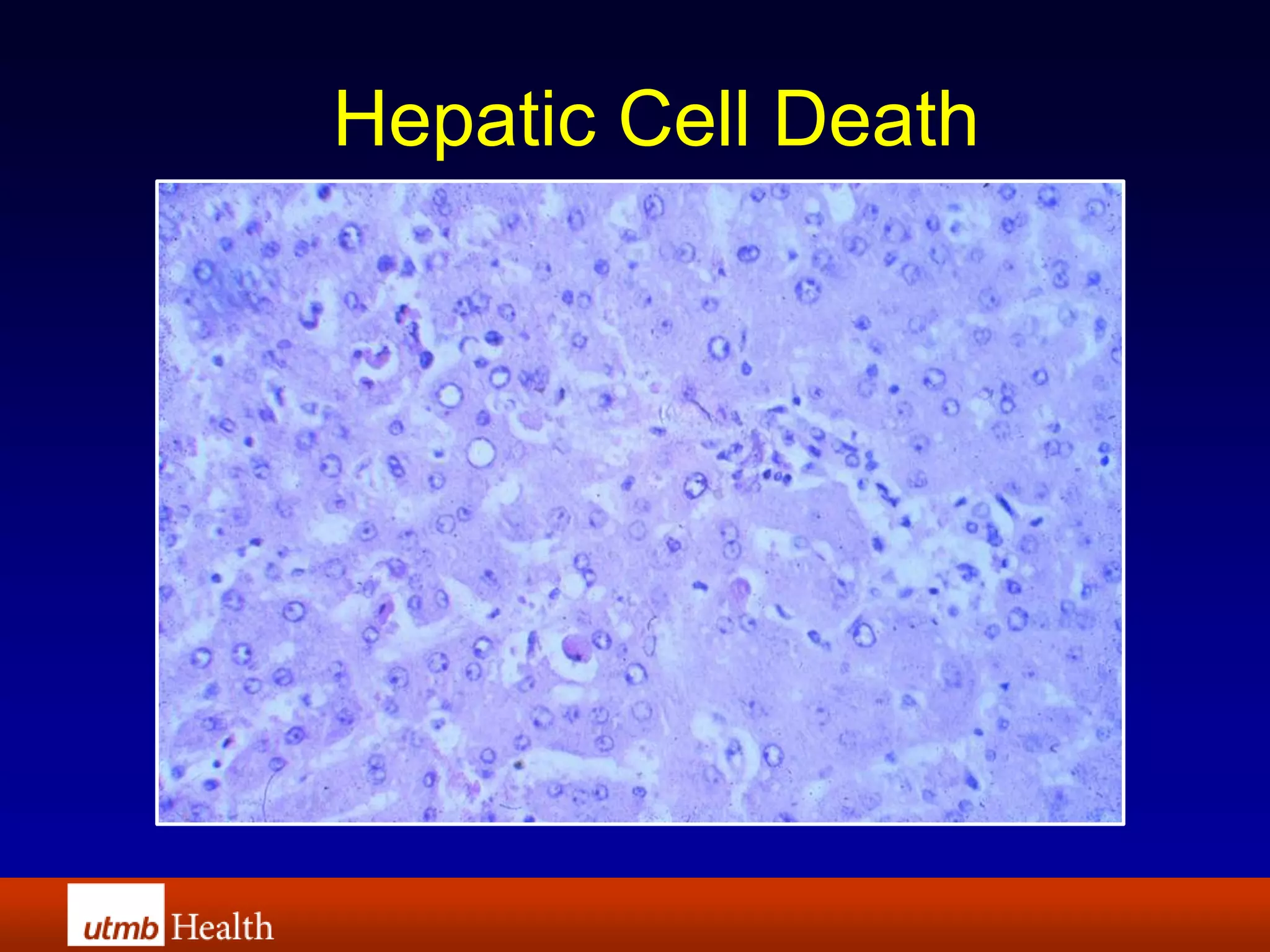 Clinical Manifestation and Pathogenesis of Obligately Intracellular ...
