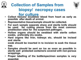 clinicalmicrobiologyinlaboratory-220420045009.pptx
