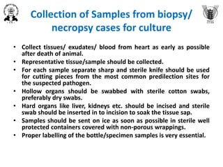 Clinical Microbiology in Laboratory | PPTX