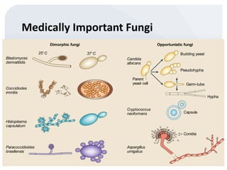 Clinical Mycology | PPTX