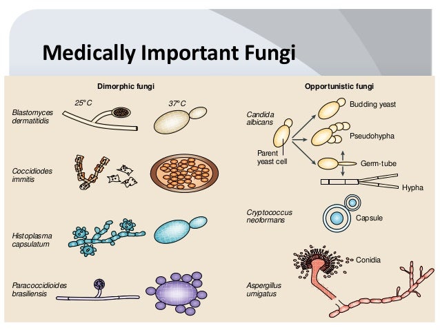 Clinical Mycology