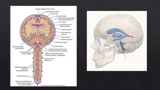 clinical Neuroanatomy_of_ventricular_system_ and CSF suparna[1]-1.pptx