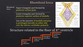 clinical Neuroanatomy_of_ventricular_system_ and CSF suparna[1]-1.pptx