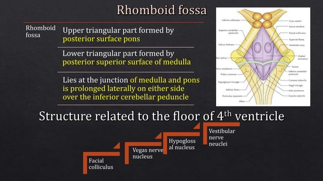 clinical Neuroanatomy_of_ventricular_system_ and CSF suparna[1]-1.pptx