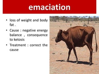 Clinical nutrition in cattle | PPSX