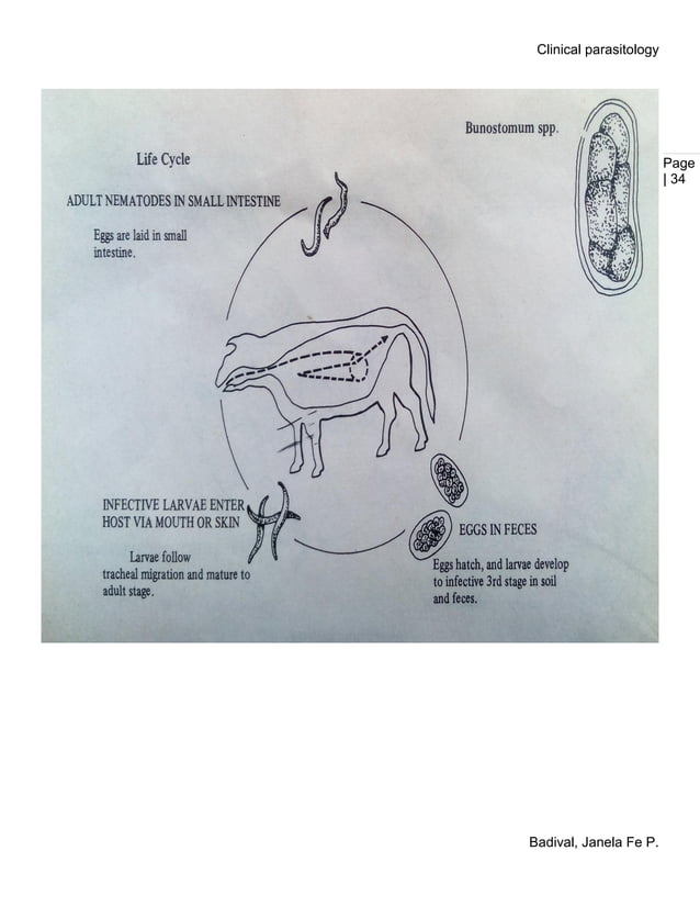Clinical parasitology | PDF