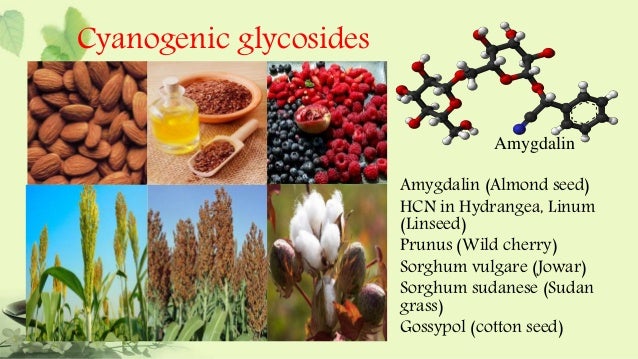 Clinical pathophysiology f toxic plants