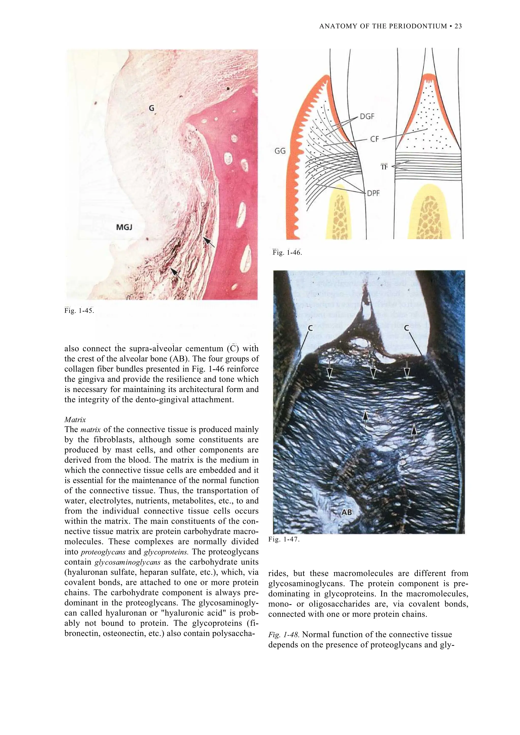 Clinical periodontology and implant dentistry 2003.pdf